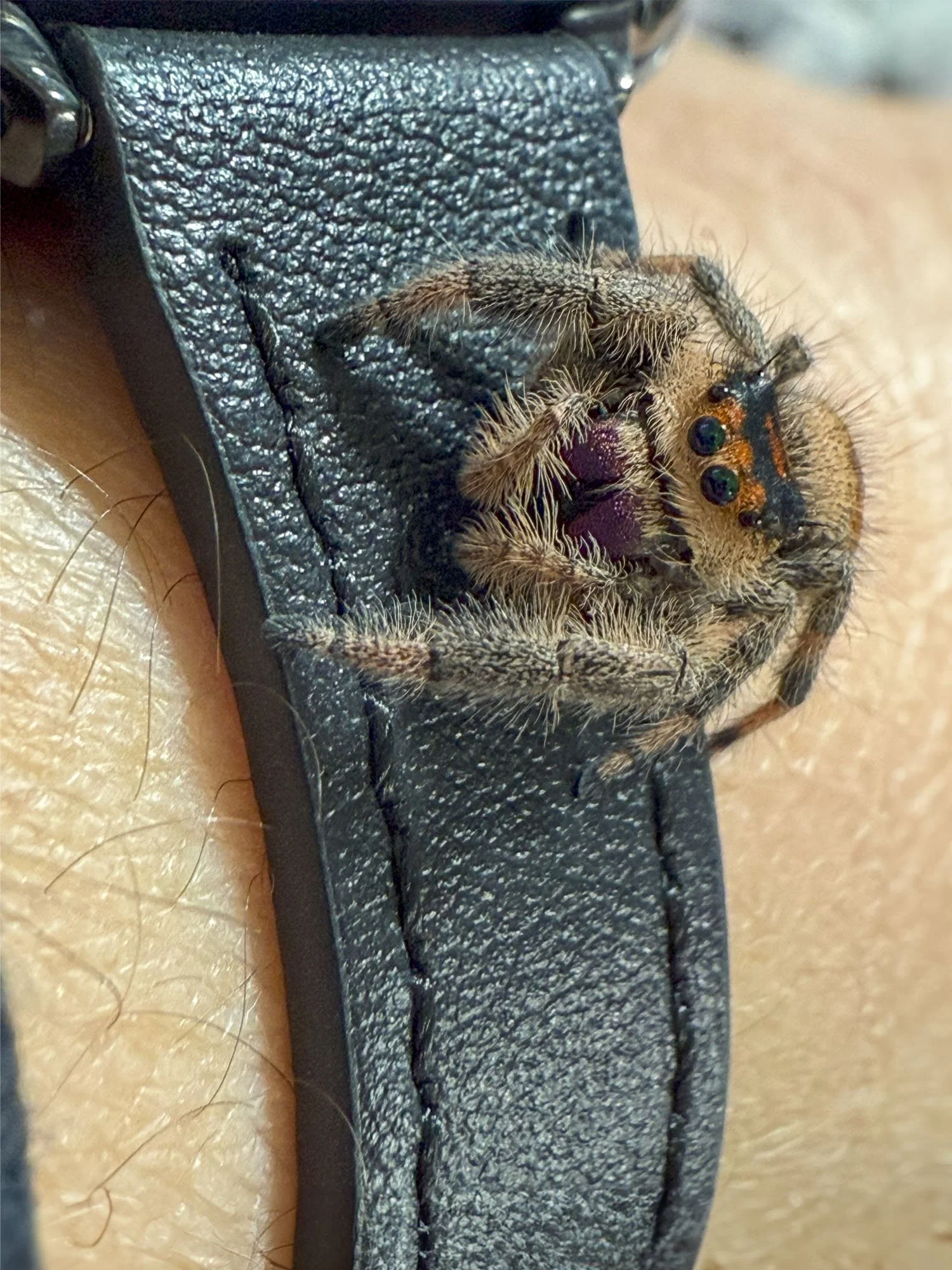 Jumping Spiders Available — Itsy Bitsy Friends