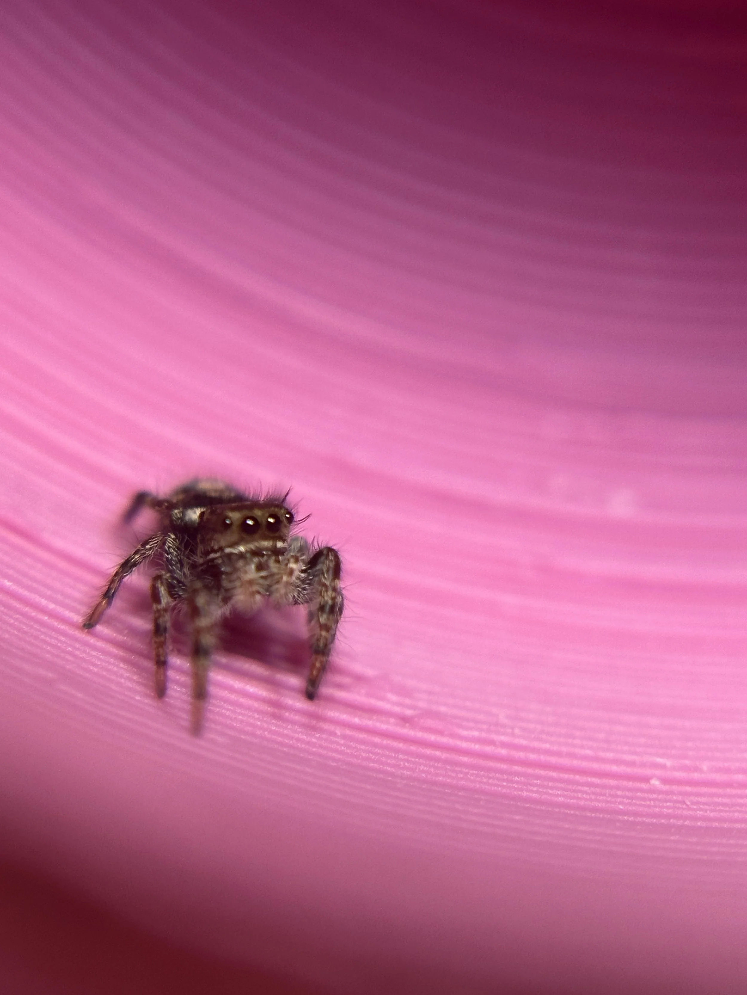 Jumping Spiders Available — Itsy Bitsy Friends Jumping Spiders For Sale