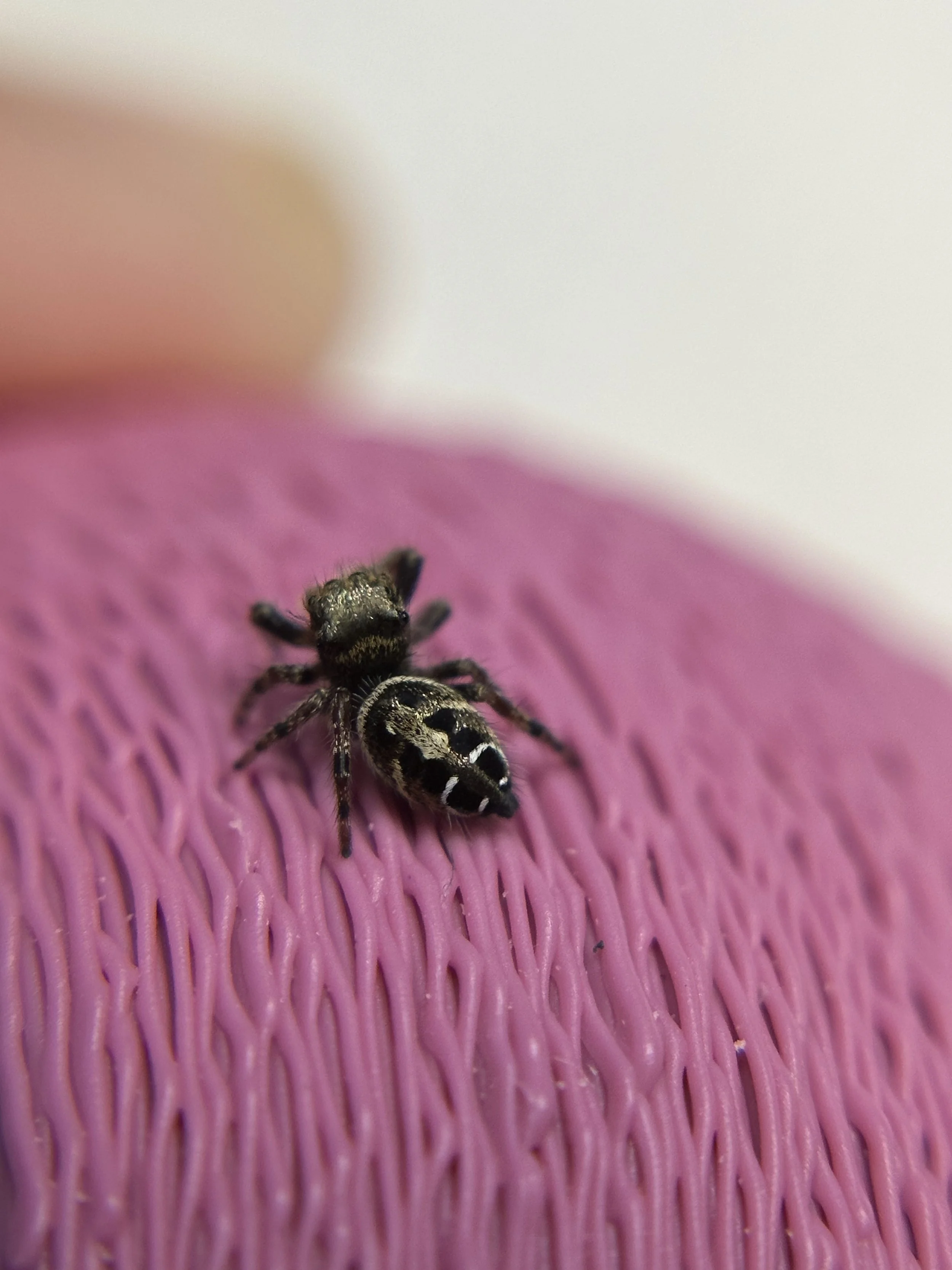 Jumping Spiders Available — Itsy Bitsy Friends Jumping Spiders For Sale