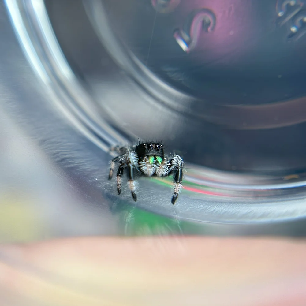 Jumping Spider Cute