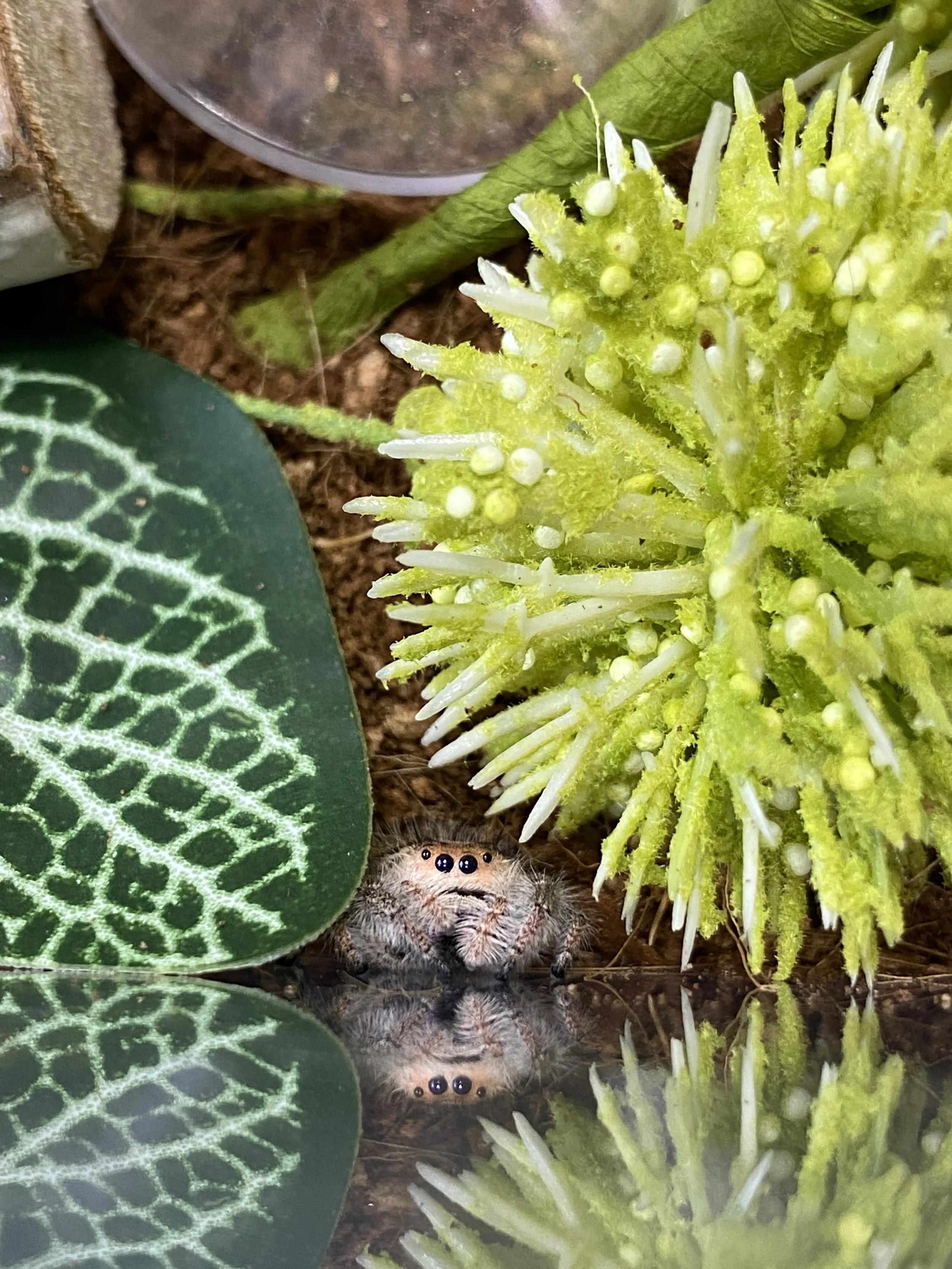 Jumping Spiders Available — Itsy Bitsy Friends Jumping Spiders For Sale