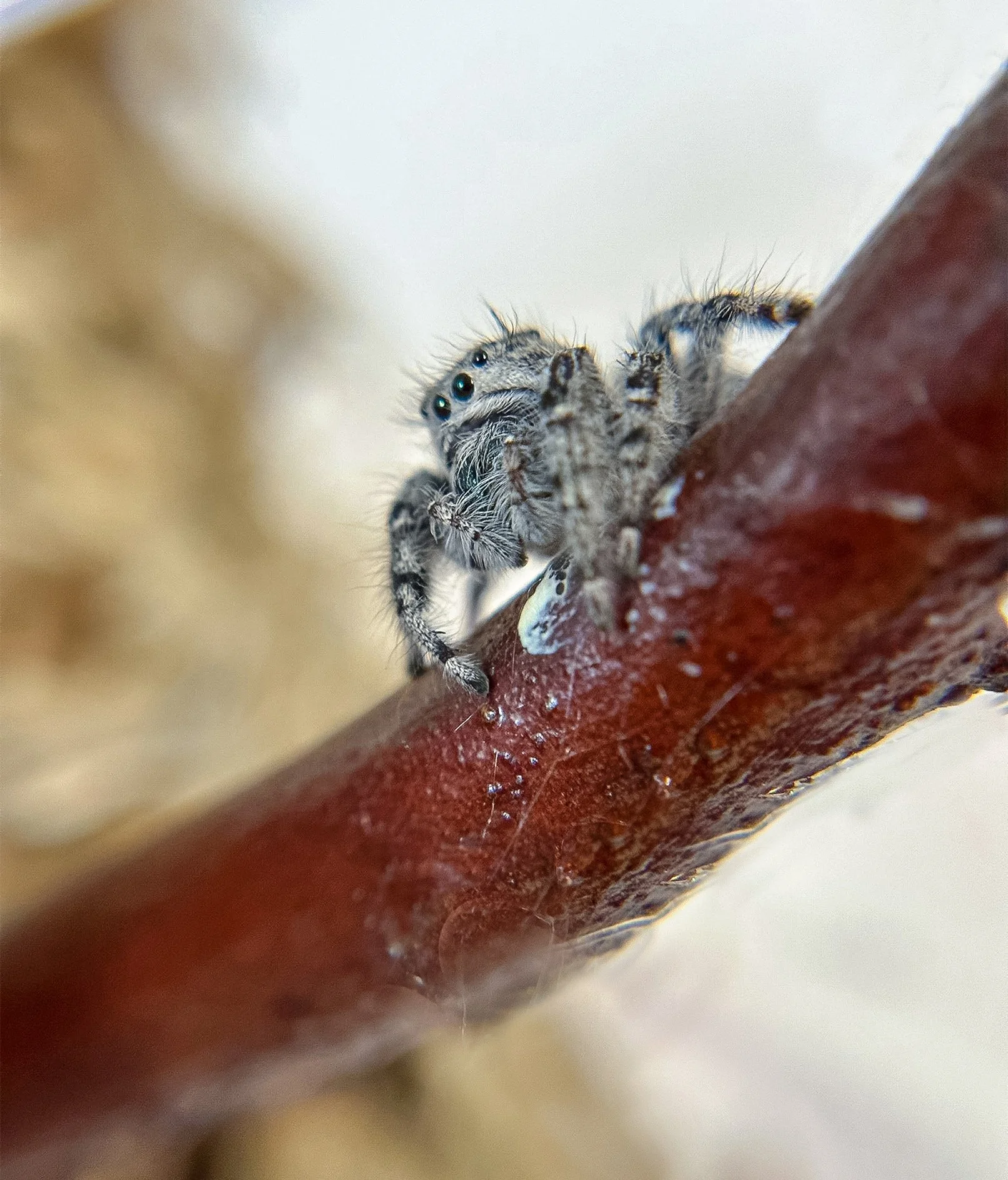 Jumping Spiders Available — Itsy Bitsy Friends Jumping Spiders For Sale