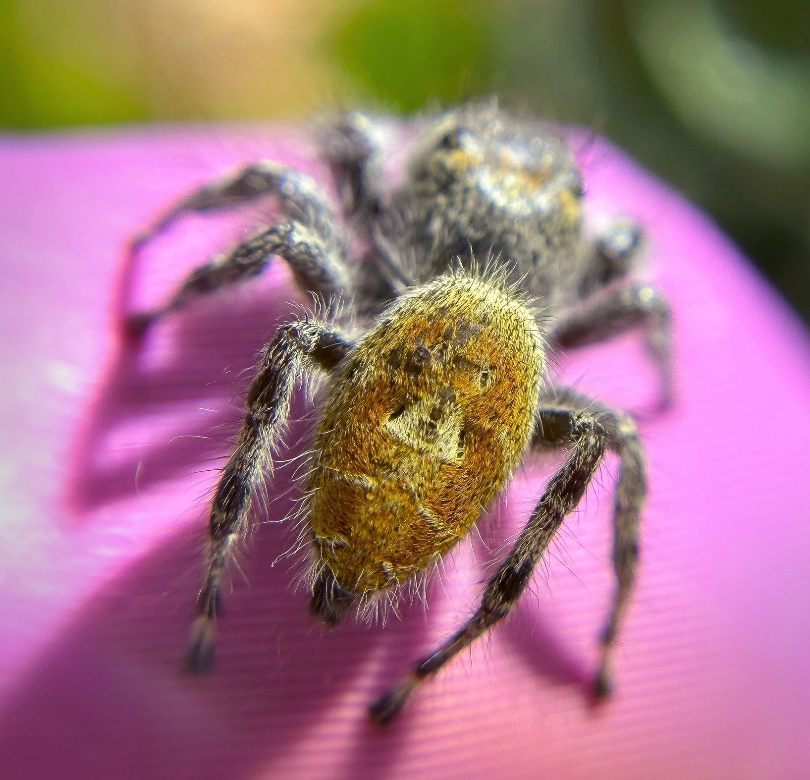 Jumping Spiders Available — Itsy Bitsy Friends Jumping Spiders For Sale