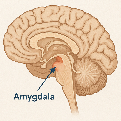 Amygdala: zo kalmeer je de alarmknop van je brein — Innertree
