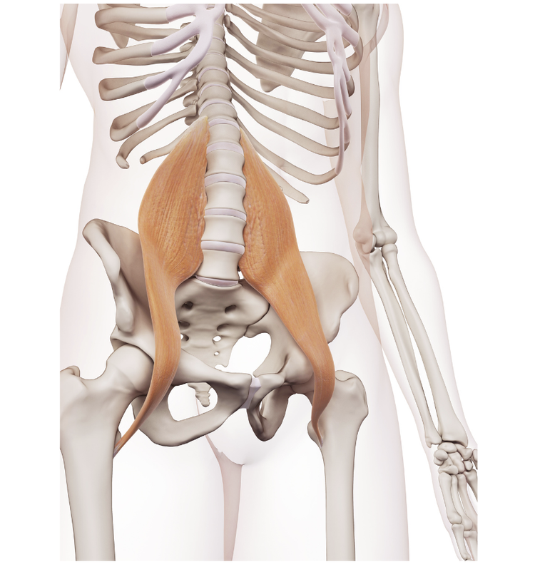 Psoas spier: 5 tips van een therapeut om de ‘spier van je ziel’ te ...