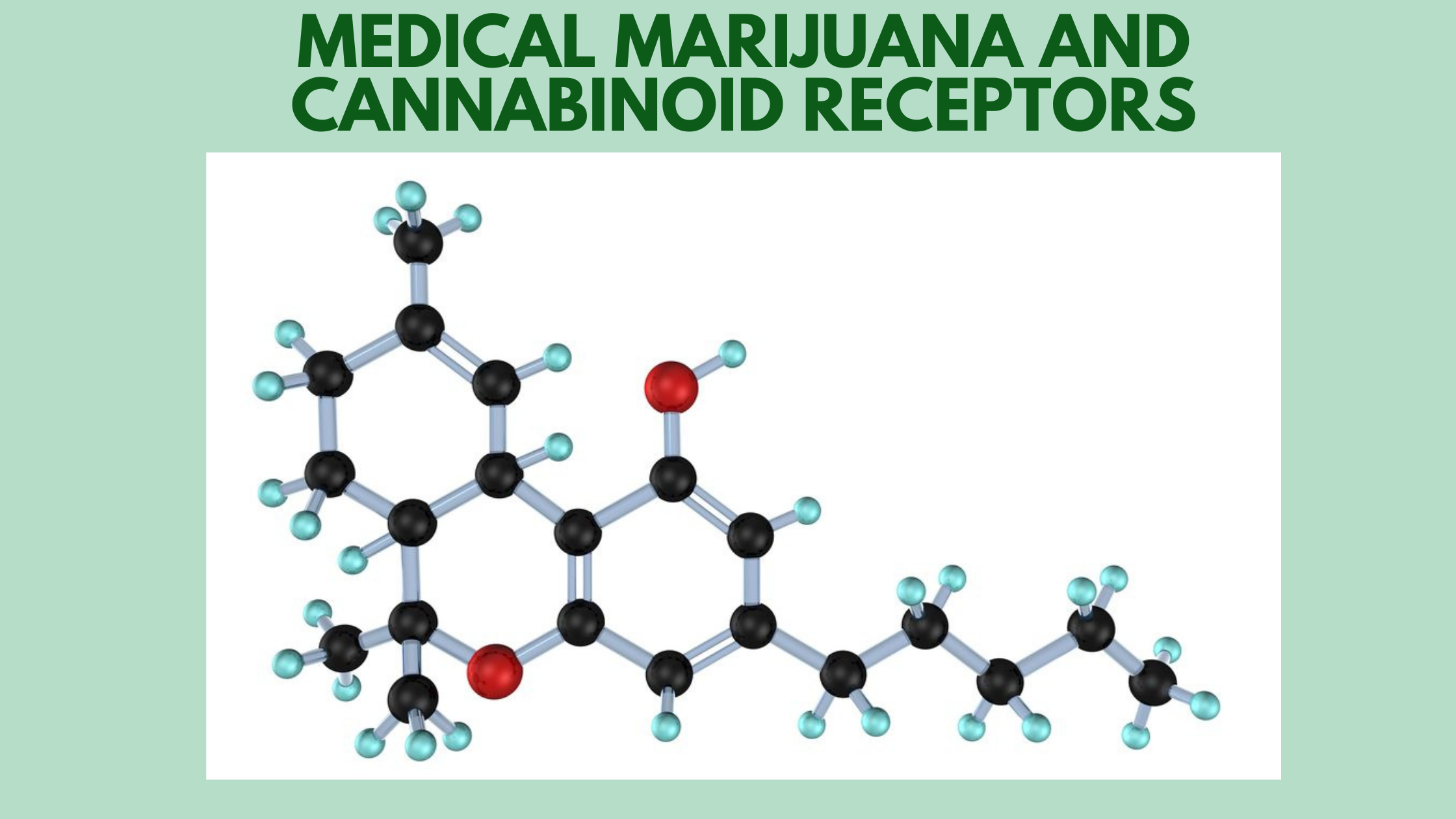 MEDICAL MARIJUANA AND CANNABINOID RECEPTORS — MD Marijuana Card Express