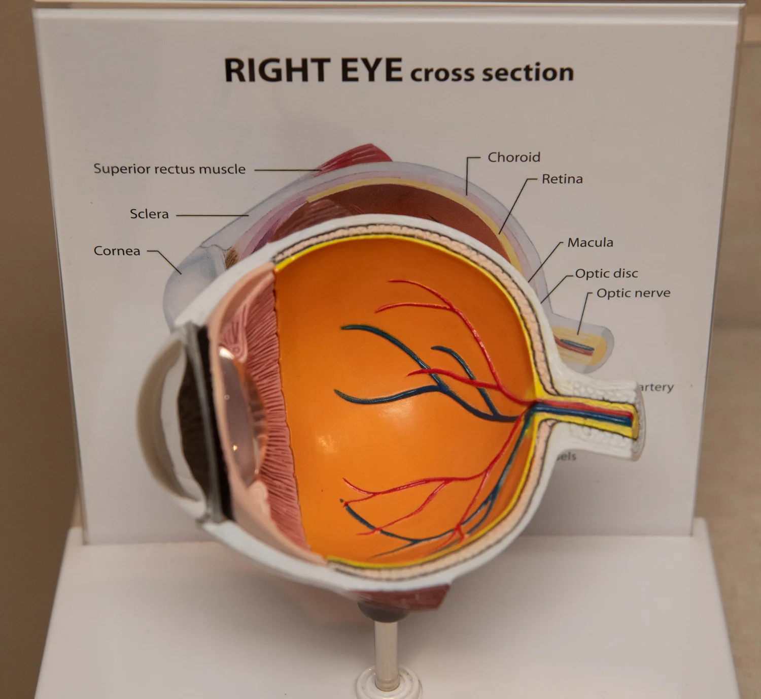 Eye Care Services in South Yarmouth — Sheinkopf & Tomasik Eye Care ...
