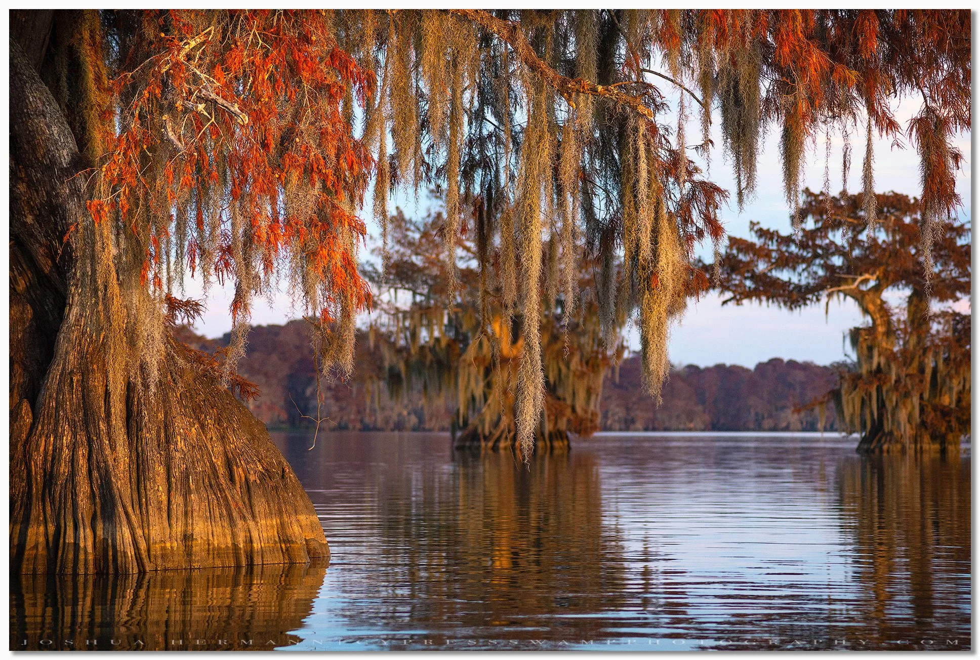 Fall Cypress Swamp Scenes | Cypress Swamp Photography | Joshua Herman ...