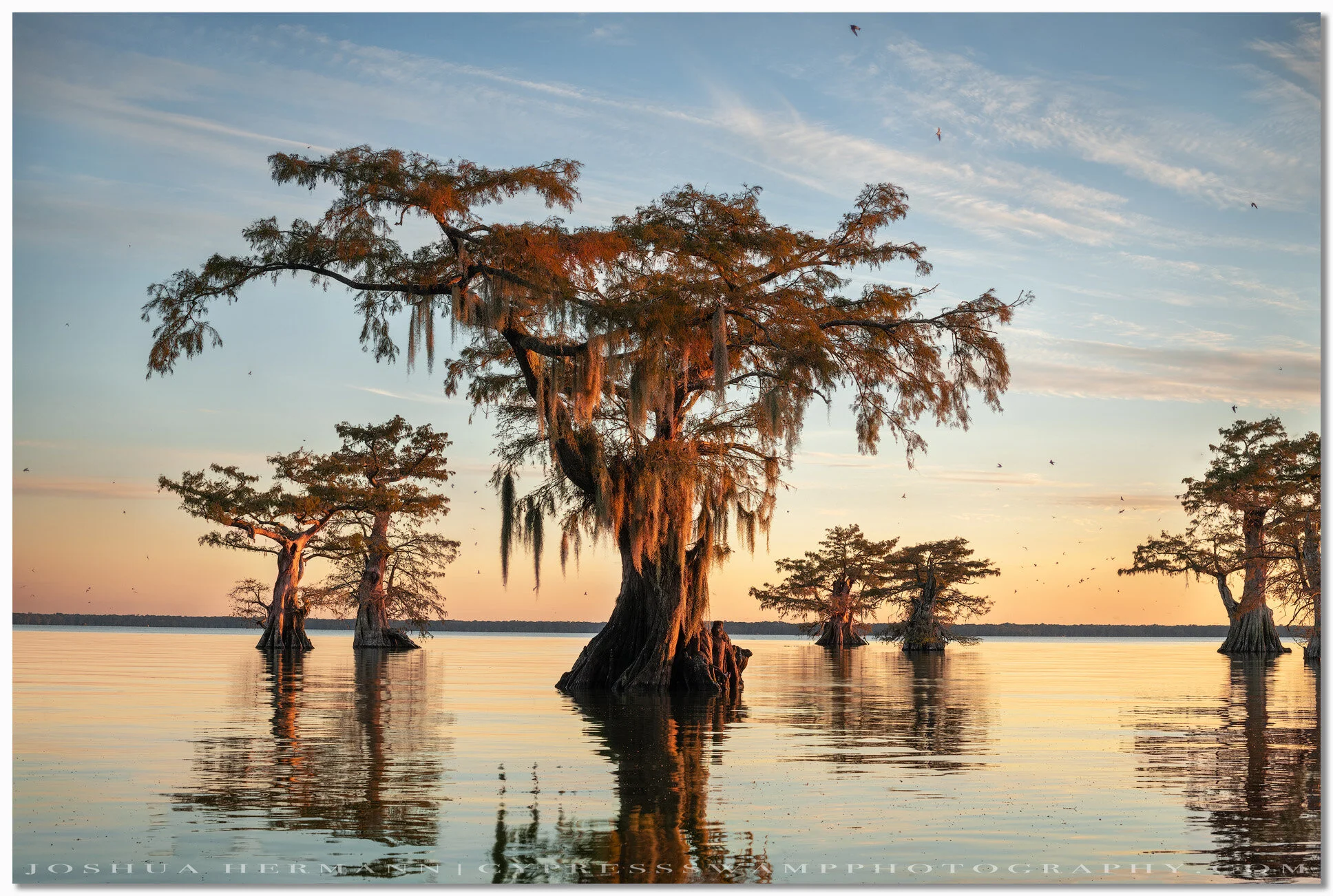 Cypress Tree Swamp