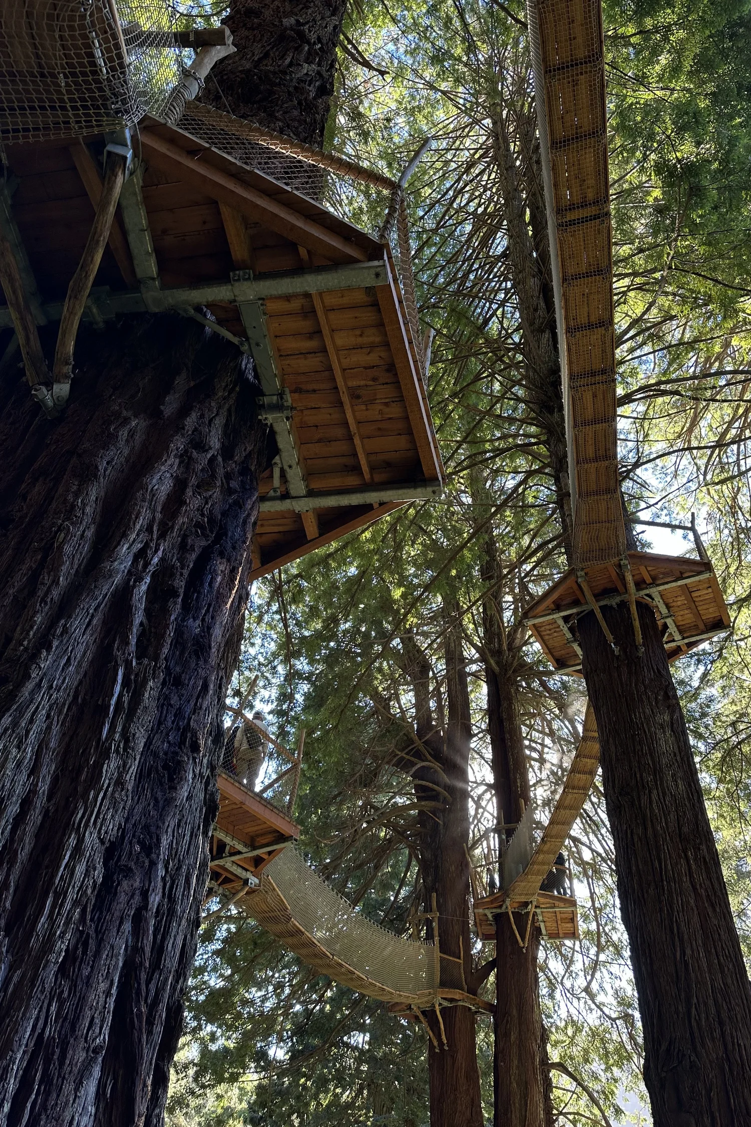 Trees of Mystery in the Redwoods Empire of Northern California — The ...