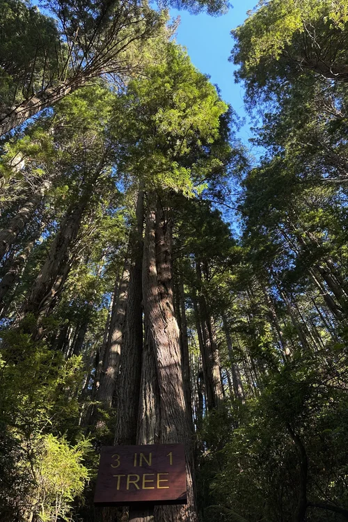 Trees of Mystery in the Redwoods Empire of Northern California — The ...