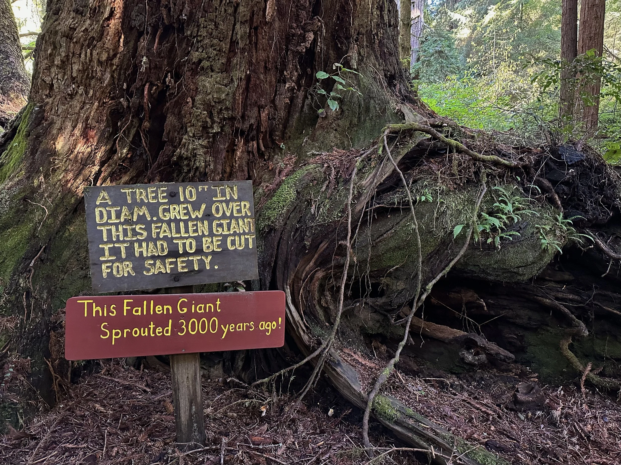 Trees of Mystery in the Redwoods Empire of Northern California — The ...