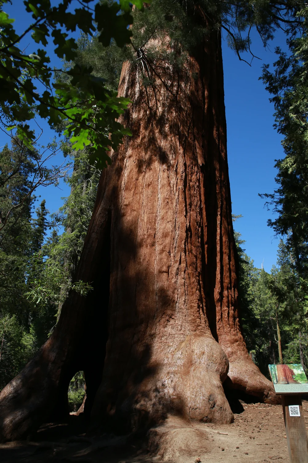 Trail of 100 Giants in the Giant Sequoia National Monument in the ...