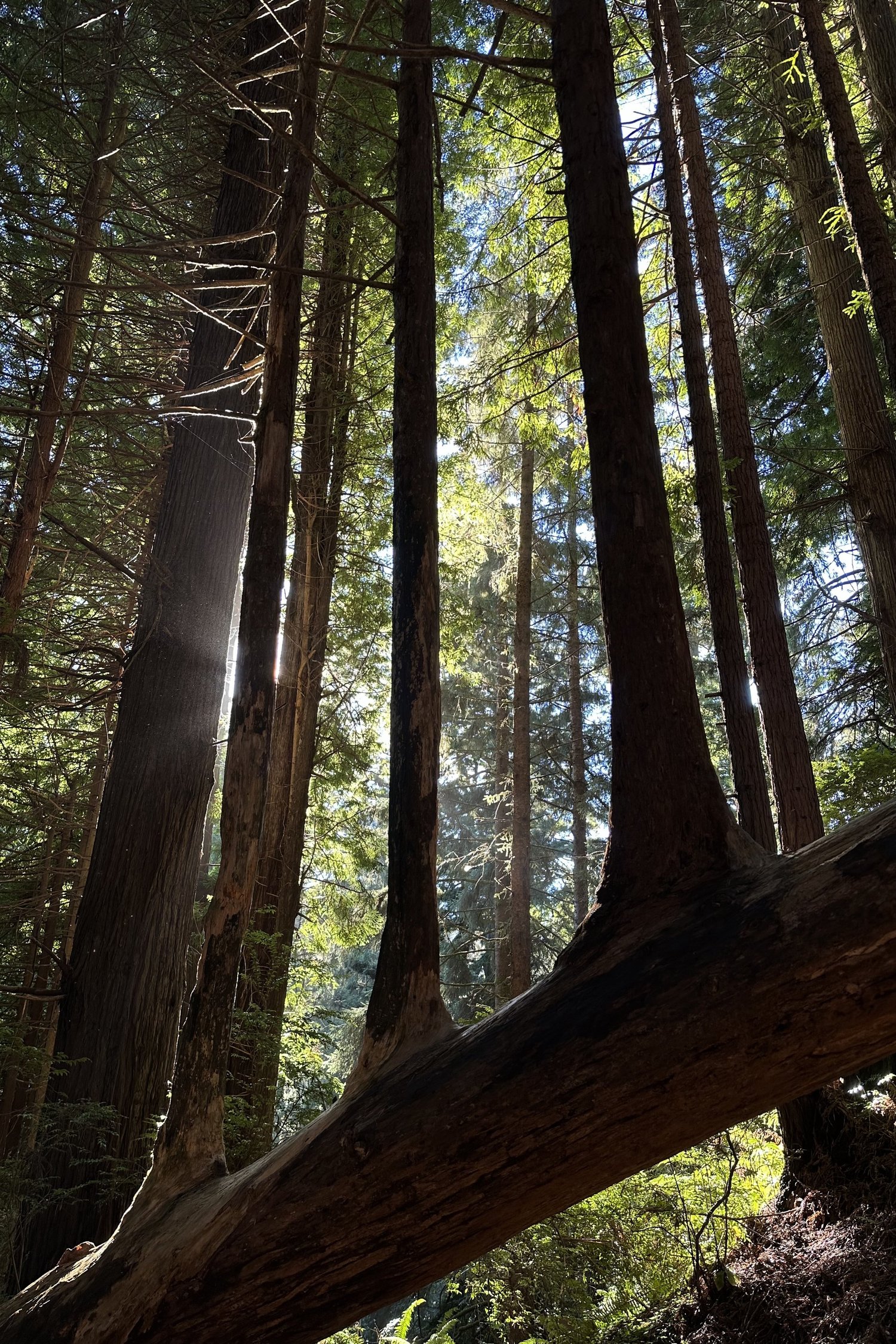 Trees of Mystery in the Redwoods Empire of Northern California — The ...