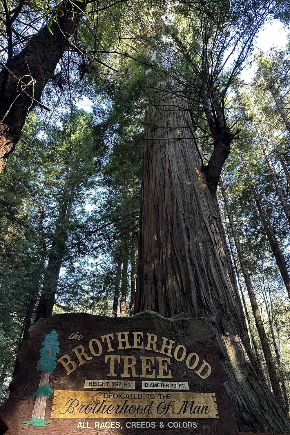 Trees of Mystery in the Redwoods Empire of Northern California — The ...