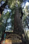 Trees of Mystery in the Redwoods Empire of Northern California — The ...