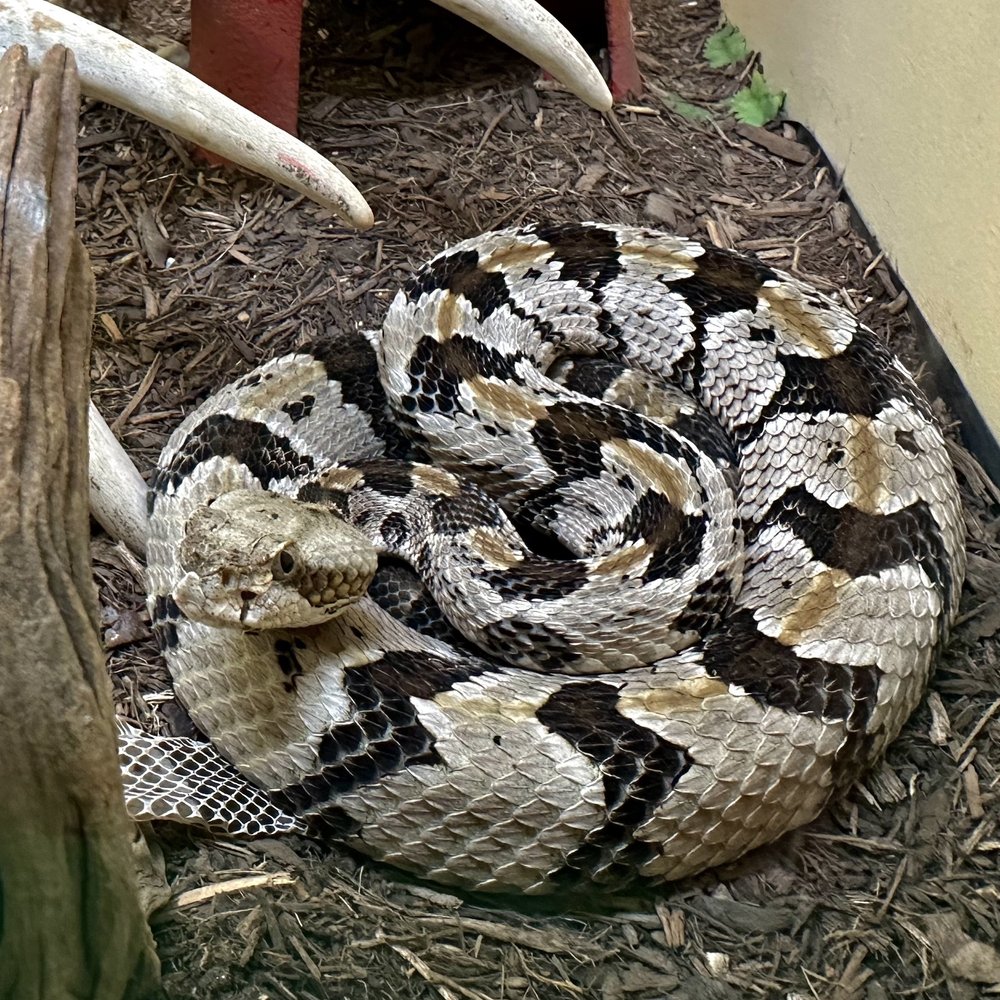 Rattlesnake Museum & Gift Shop in Old Town Albuquerque, New Mexico in ...