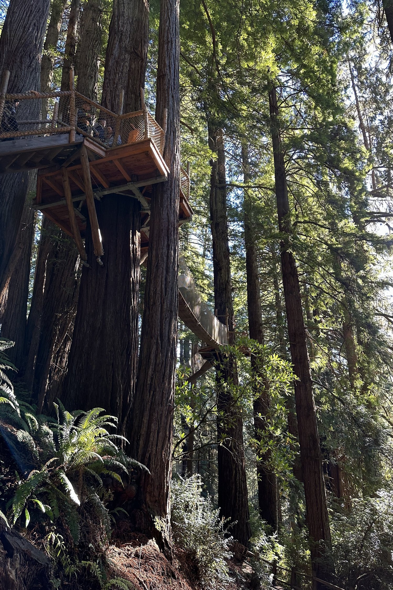 Trees of Mystery in the Redwoods Empire of Northern California — The ...