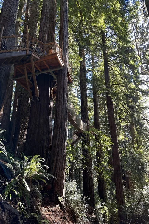 Trees of Mystery in the Redwoods Empire of Northern California — The ...