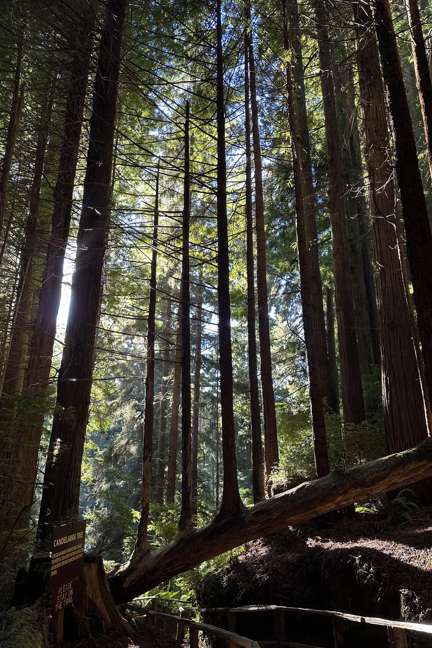Trees of Mystery in the Redwoods Empire of Northern California — The ...