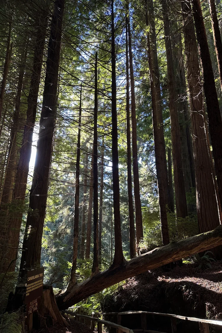 Trees of Mystery in the Redwoods Empire of Northern California — The ...