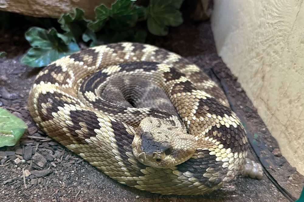 Rattlesnake Museum & Gift Shop in Old Town Albuquerque, New Mexico in ...