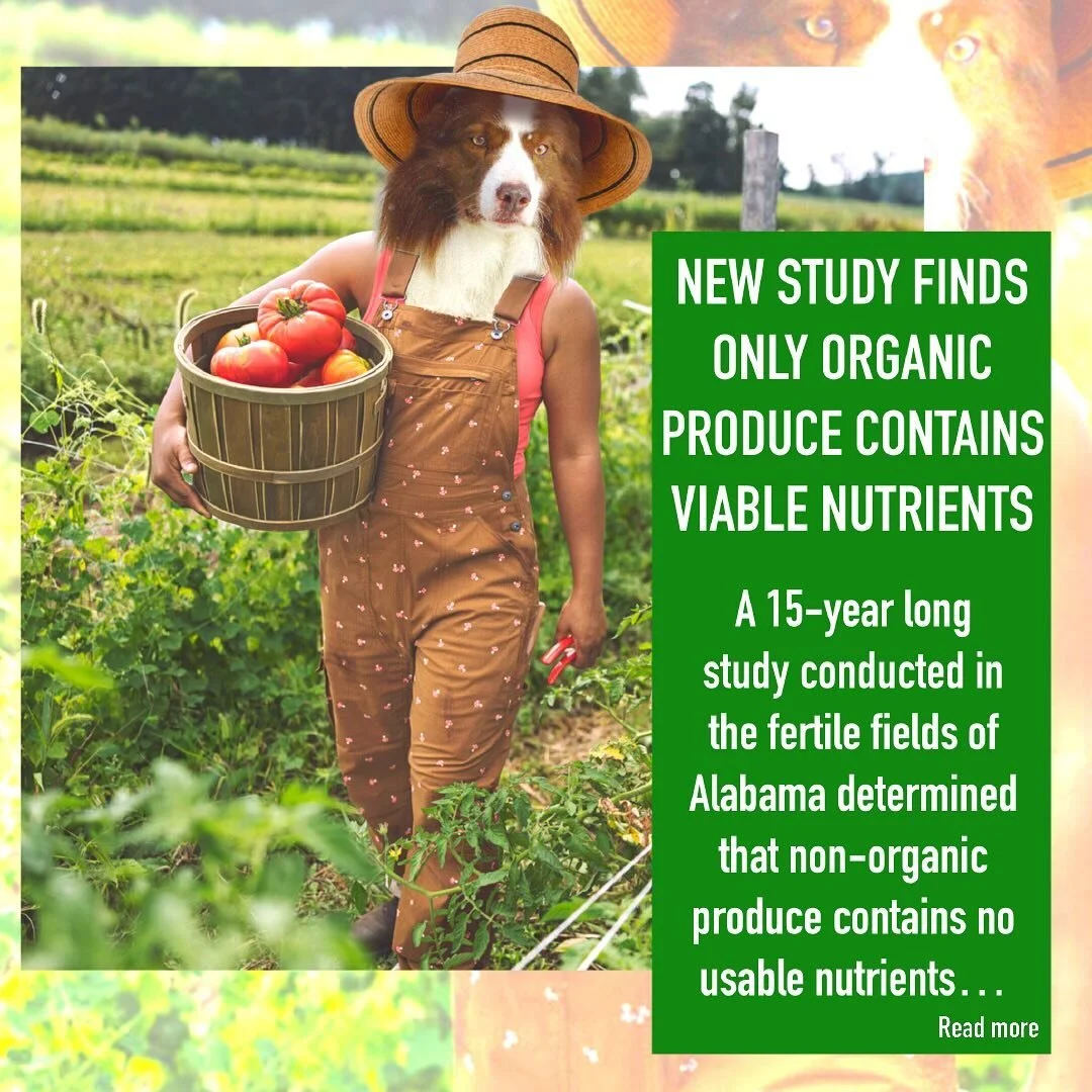 Original Rhode Dog Company - All Natural, Homemade Dog Treats