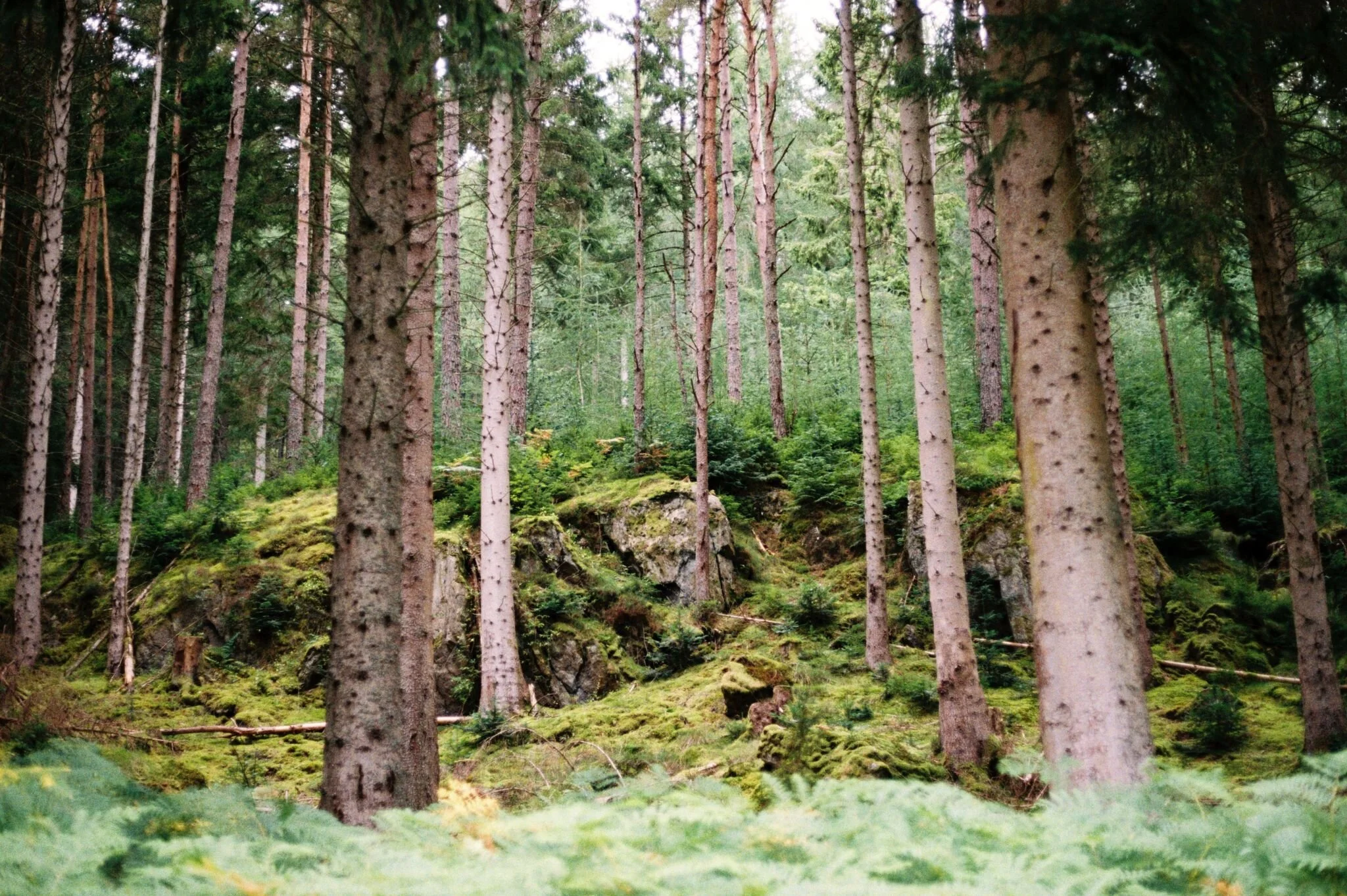 The Drystone Company - Dry Stone Waller in Perthshire, working ...