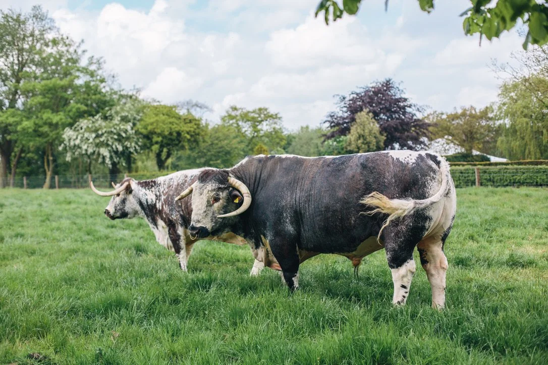 De'Kenton Herd | Discover Quality Livestock & Experiences — Kenton Hall ...