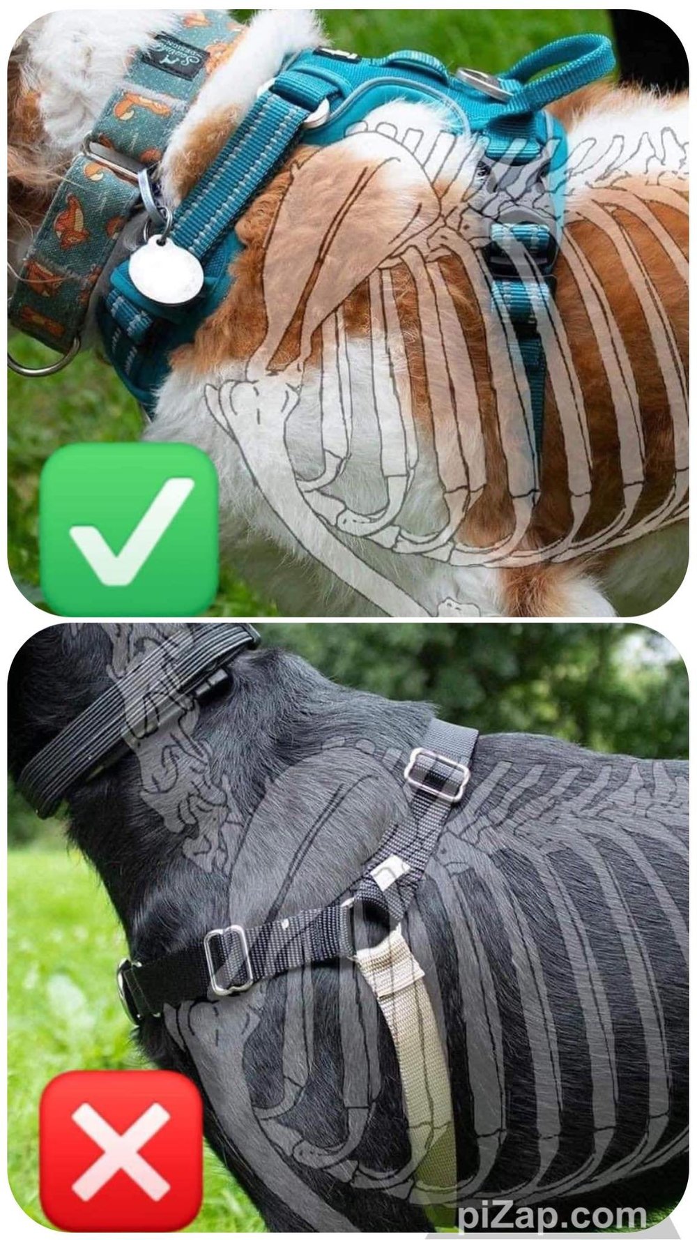 The Hidden Dangers of Improper Dog Harnesses: What Every Pet Owner ...