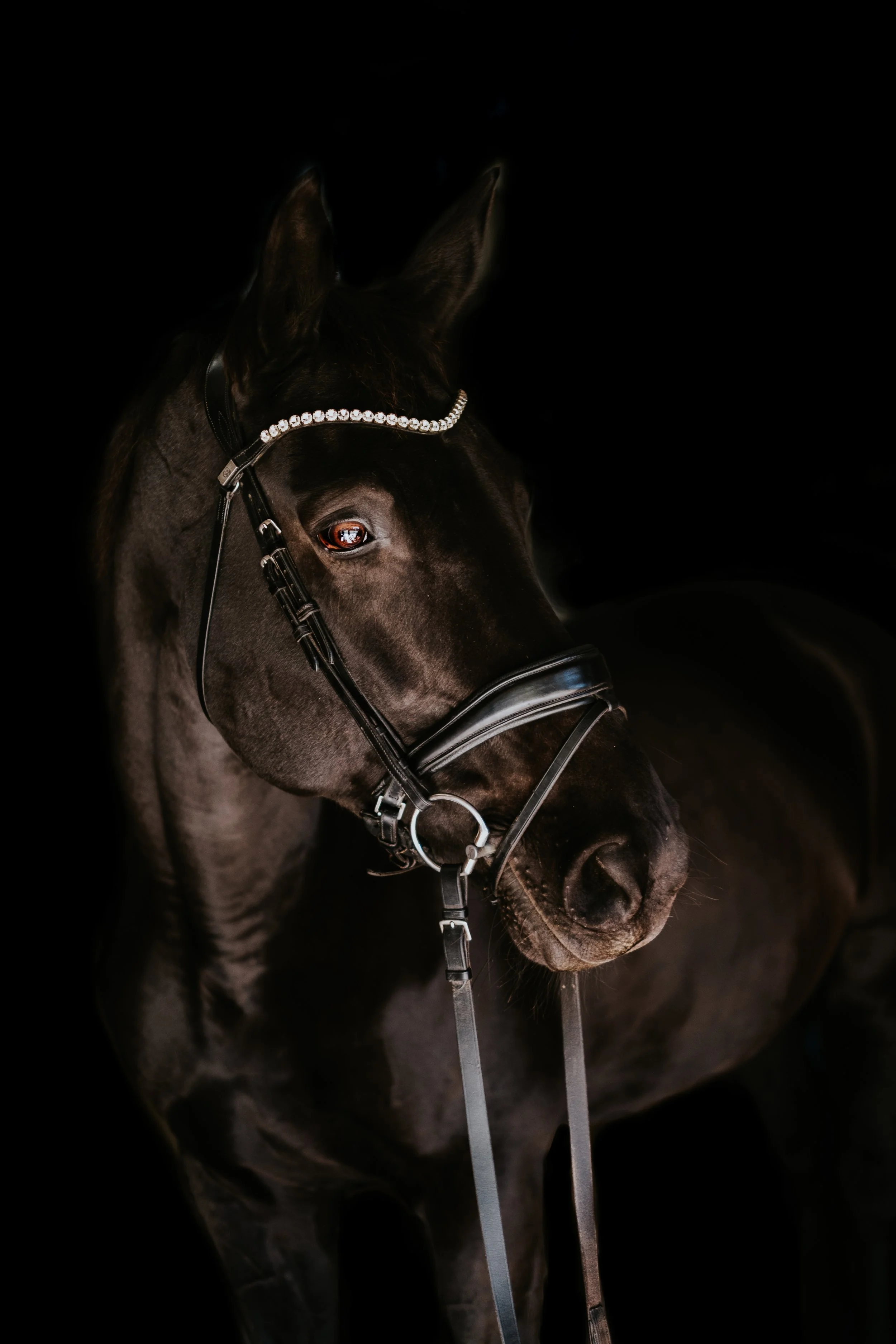 Equine Photography Based In Asheville, NC — Crouse Equestrian
