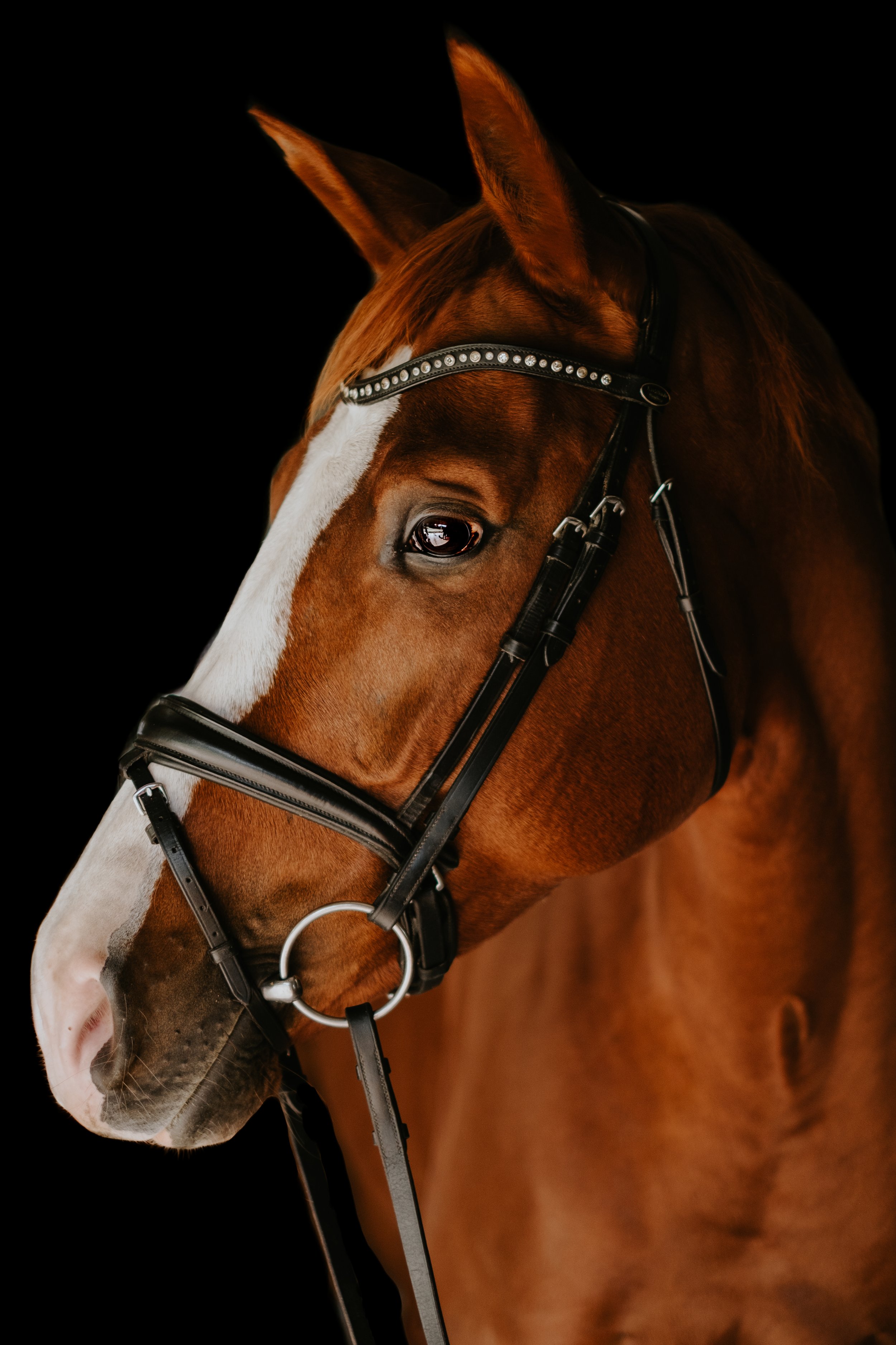 Equine Photography Based In Asheville, NC — Crouse Equestrian