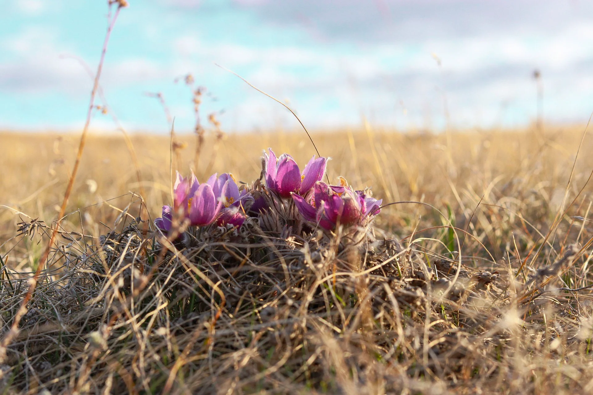 Prairie Crocus Creative
