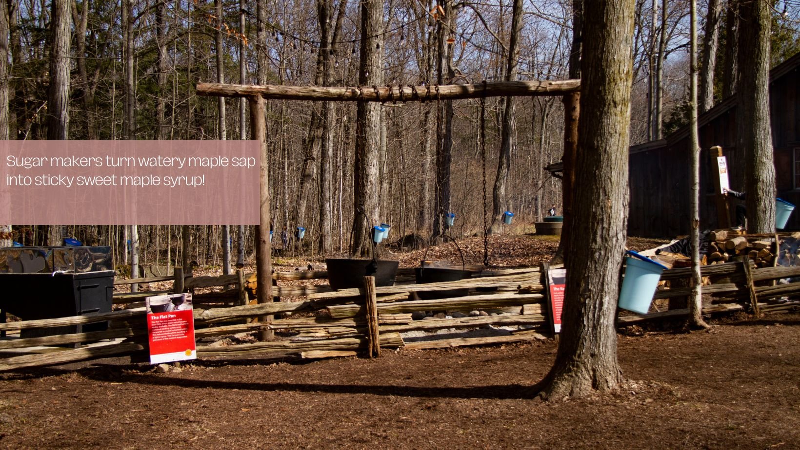 Maple Town: Explore Maple Season at Mountsberg and Crawford Lake ...