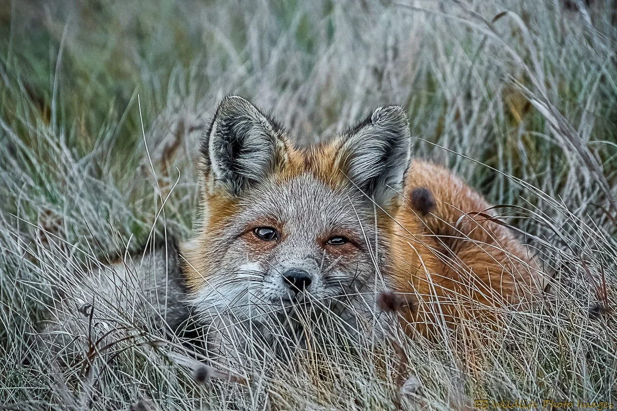 Photo Facts: Whiskers, the Rocky Mountain Red Fox | ES Wildlife Photo ...