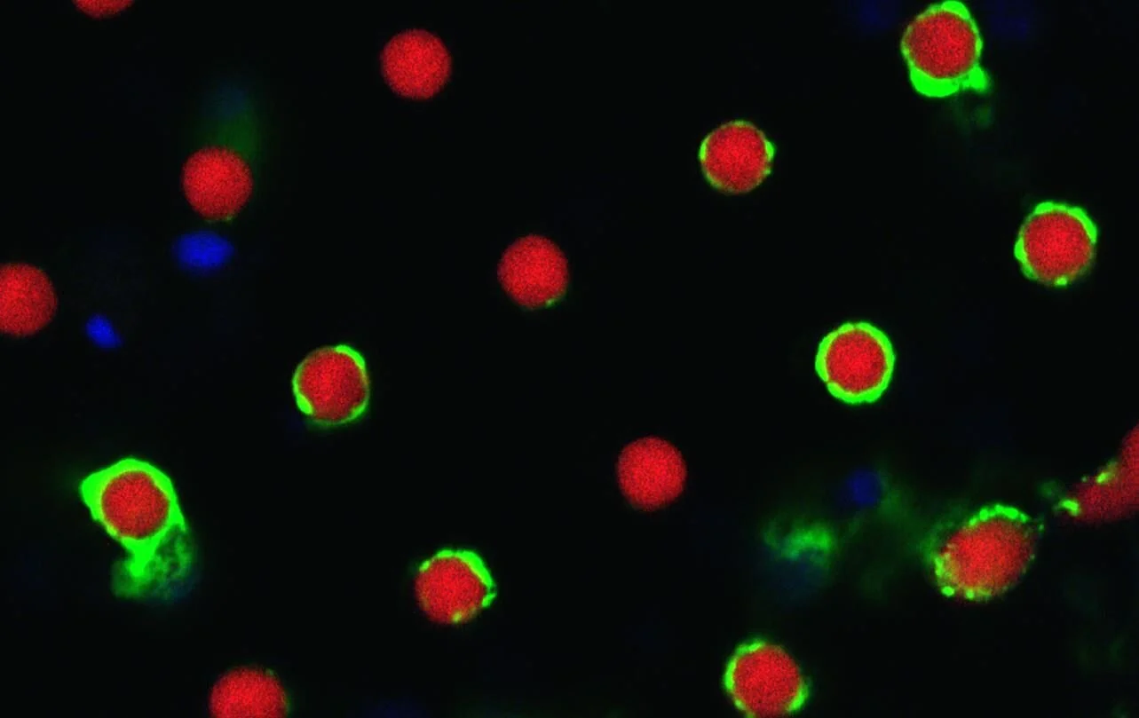 Artificial Axon Labs