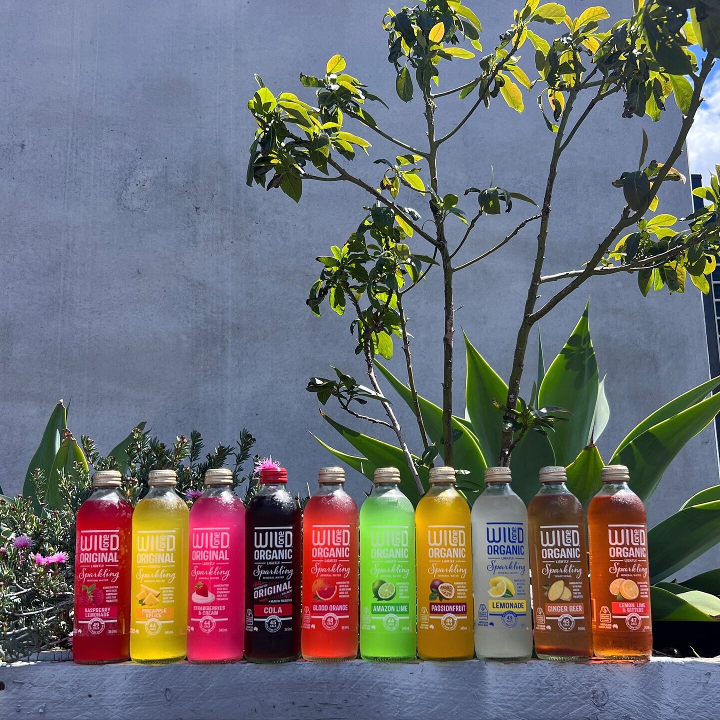Wild One Beverages | Australia's Favourite Healthy Beverage Co.