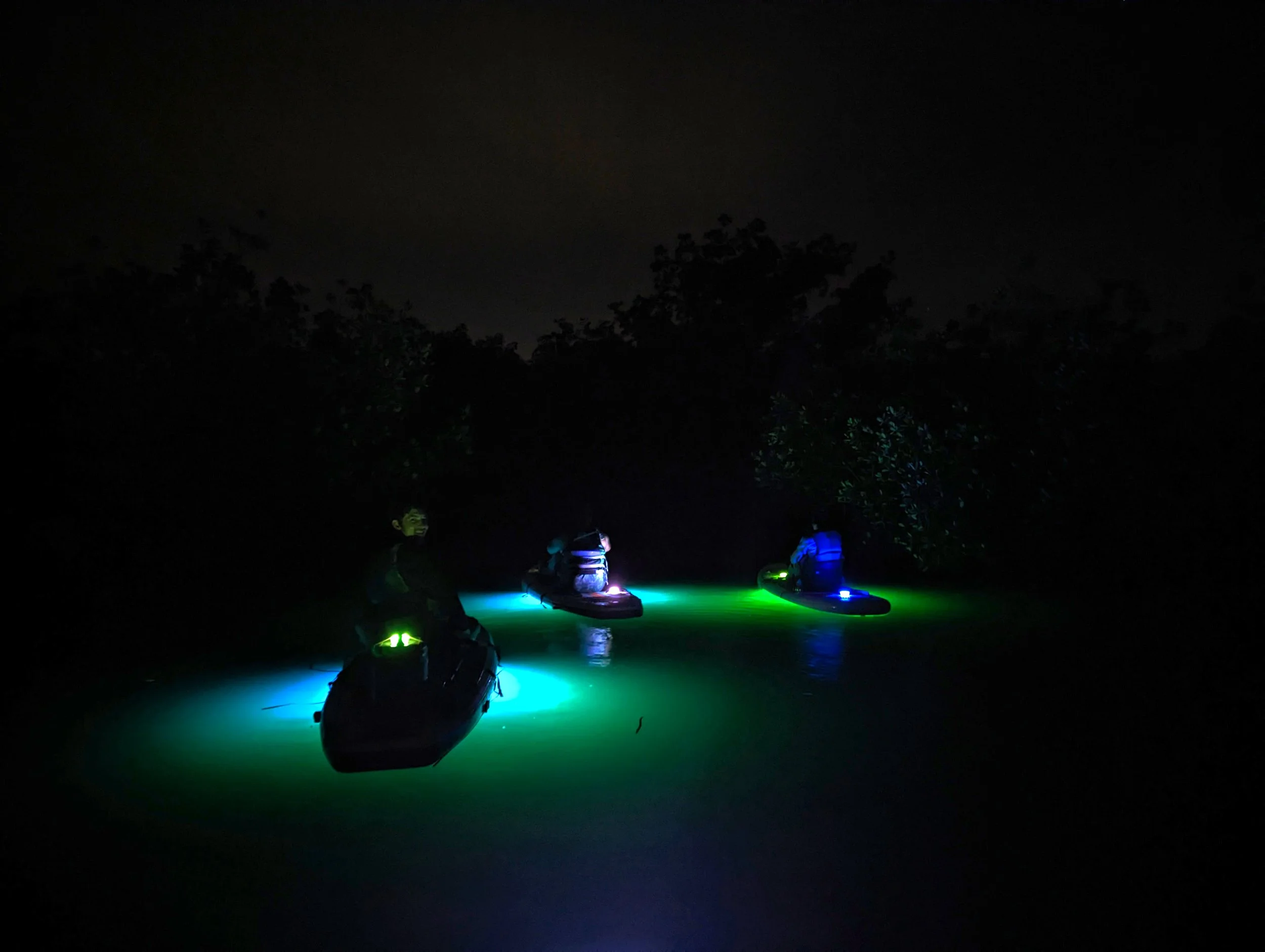 Bioluminescent Comb Jellies Guided Kayak / paddleboard tour near ...