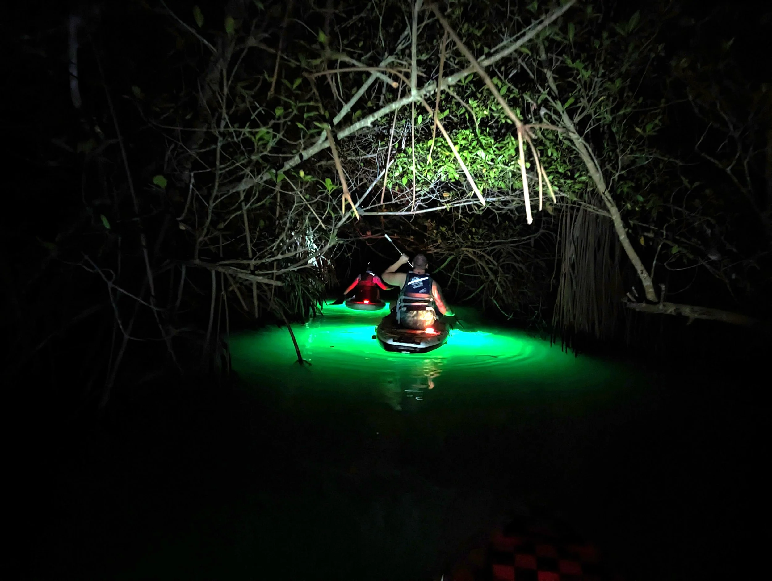 Bioluminescent Comb Jellies Guided Kayak / paddleboard tour near ...