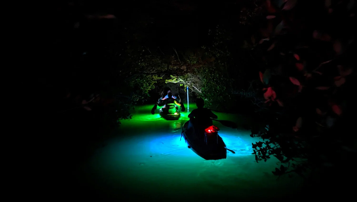 Bioluminescent Comb Jellies Guided Kayak / paddleboard tour near ...