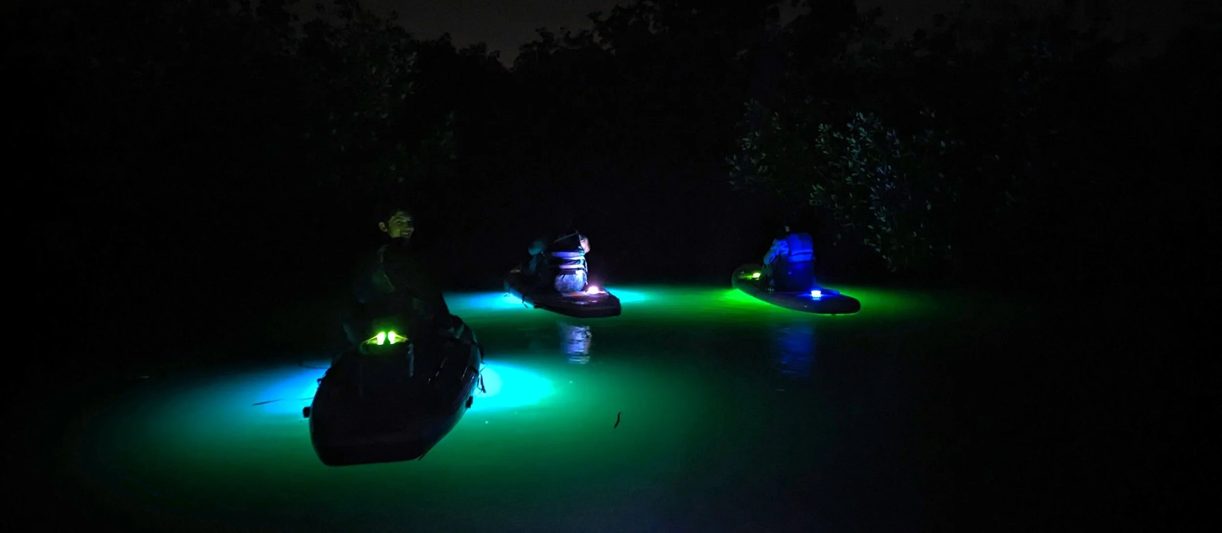 Bioluminescent Comb Jellies Guided Kayak / paddleboard tour near ...