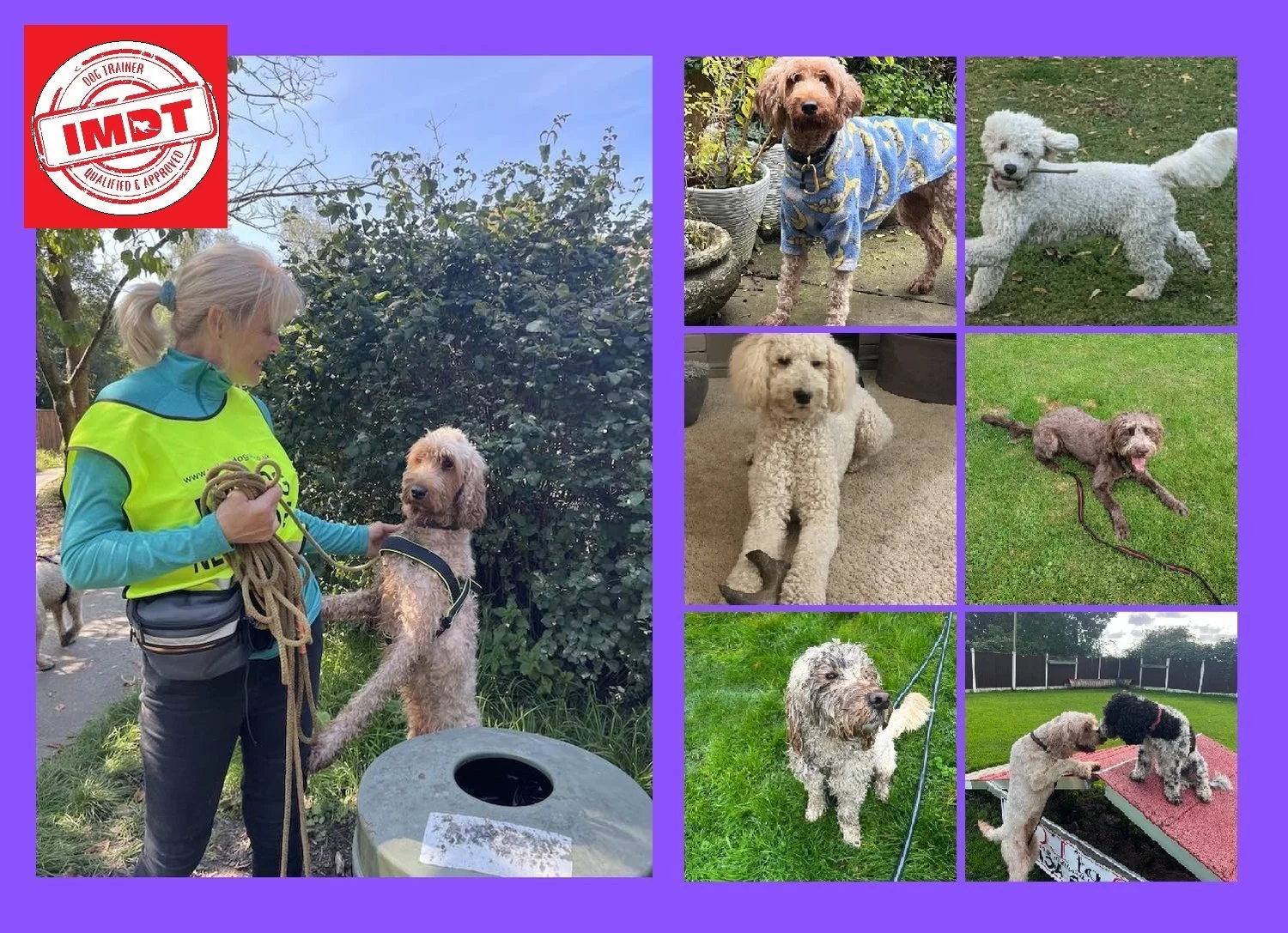 Volunteer Opportunities — Doodle Rescue