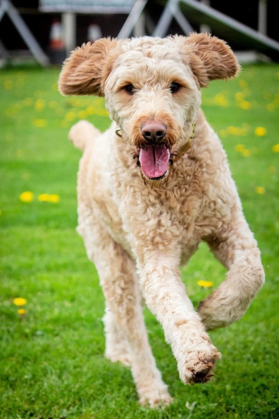 Doodle Rescue