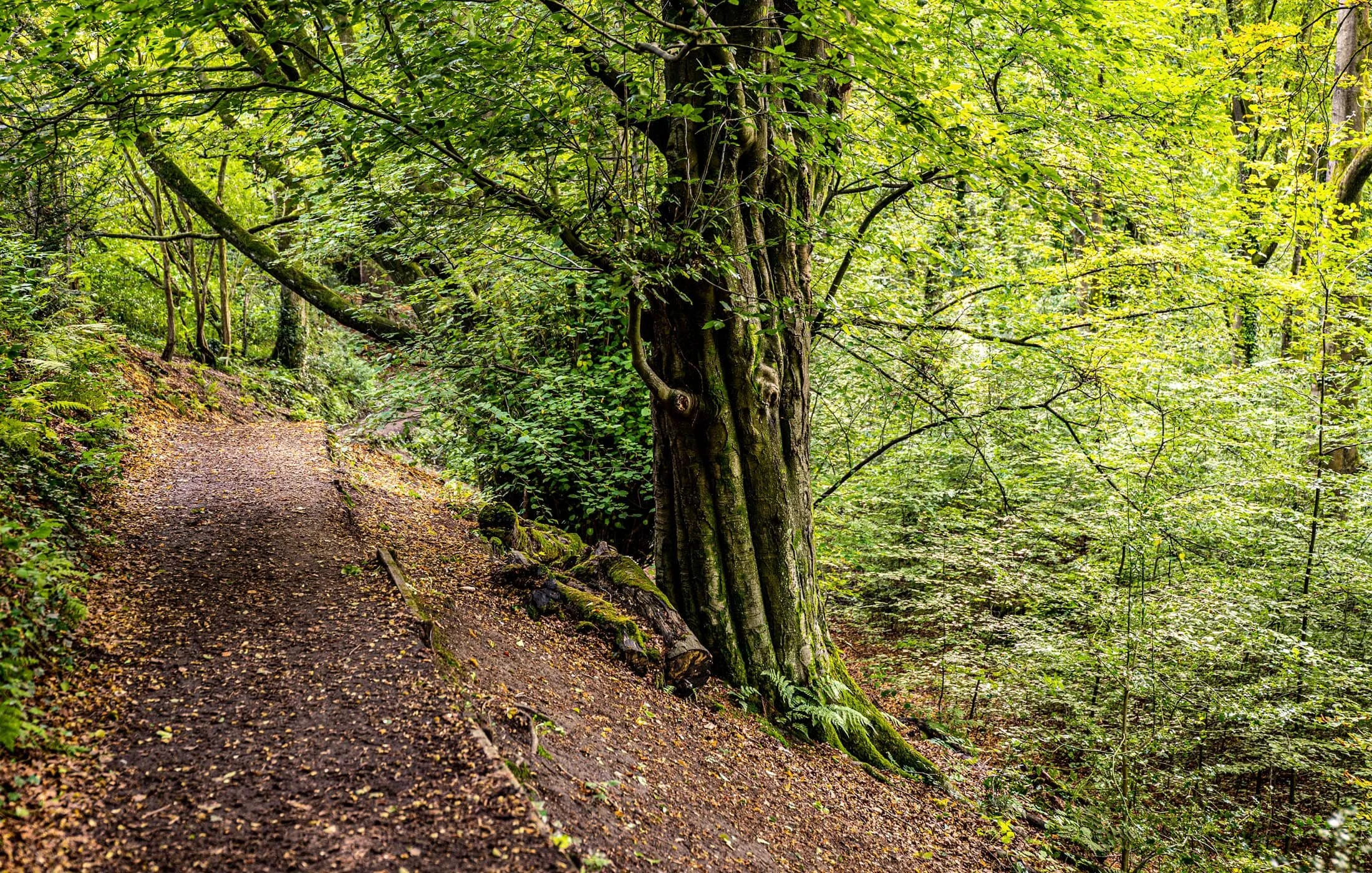 Chadkirk Country Estate and Local Nature Reserve — Chadkirk Chapel and ...