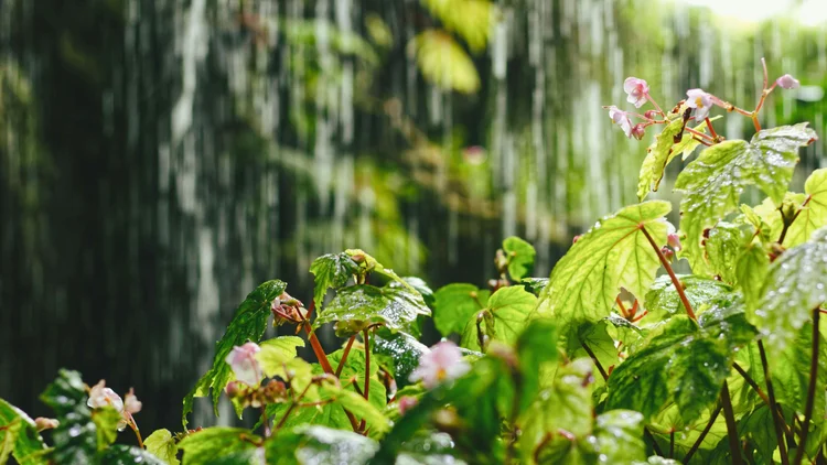 April Showers Bring May Flowers: Understanding Rainfall — STM Weather ...