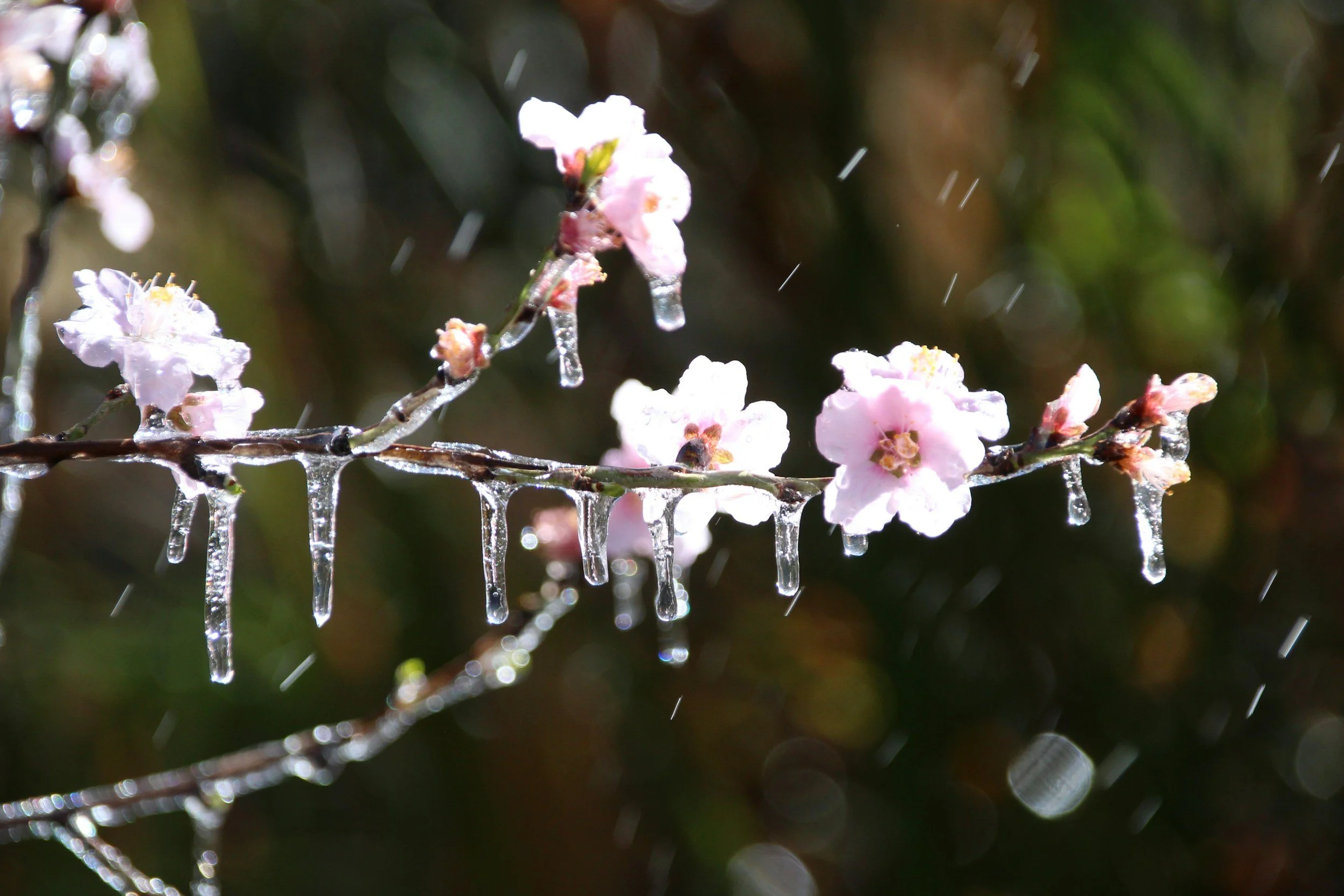 Winter Impacts on Spring Gardening — STM Weather - Full Service ...