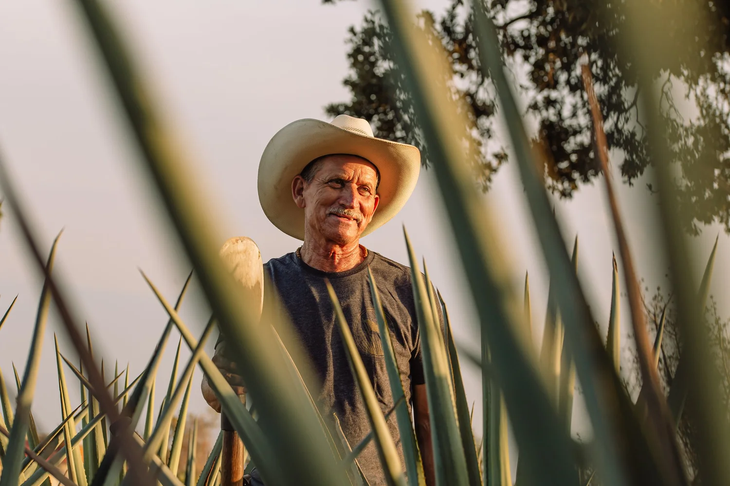 Primo 1861 FAQ | Everything About Our Artisanal Tequila — Tequila Primo ...