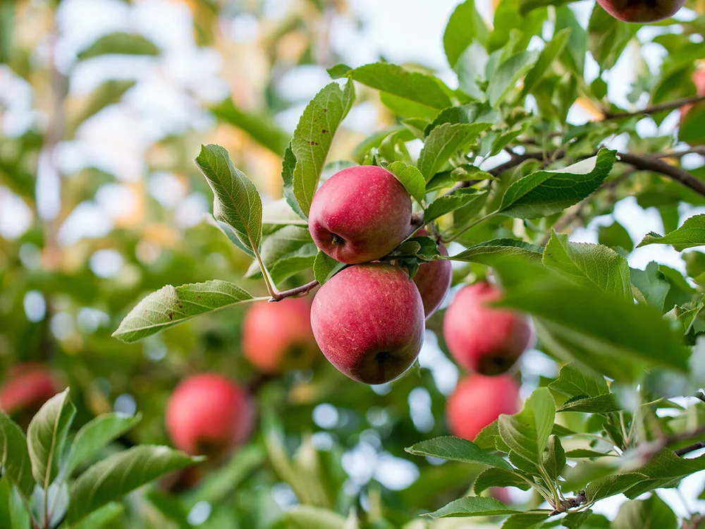 Shuh Orchards - Pick Your Own Farm Fresh Apples