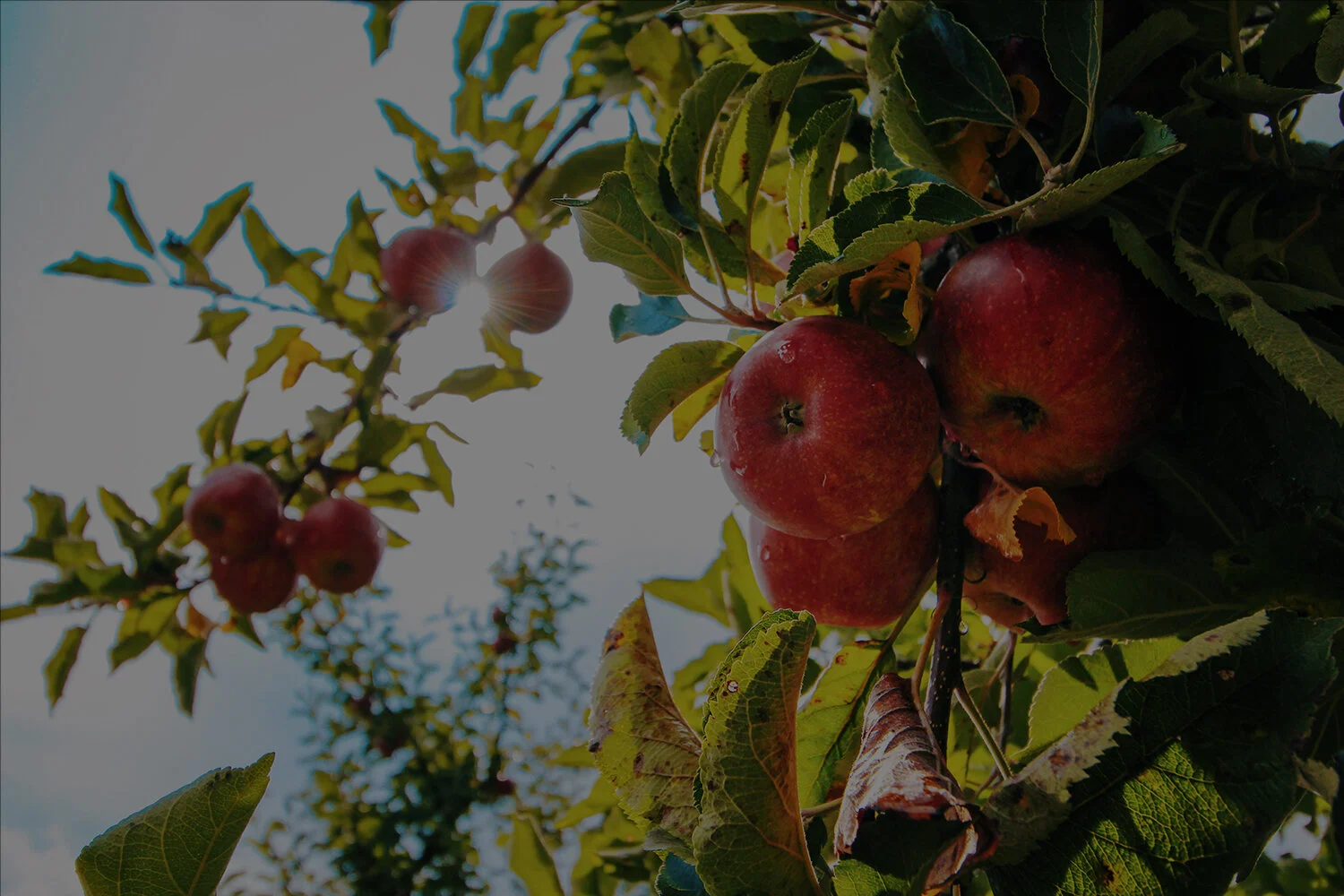 Shuh Orchards - Locally Grown, Farm Fresh Apples