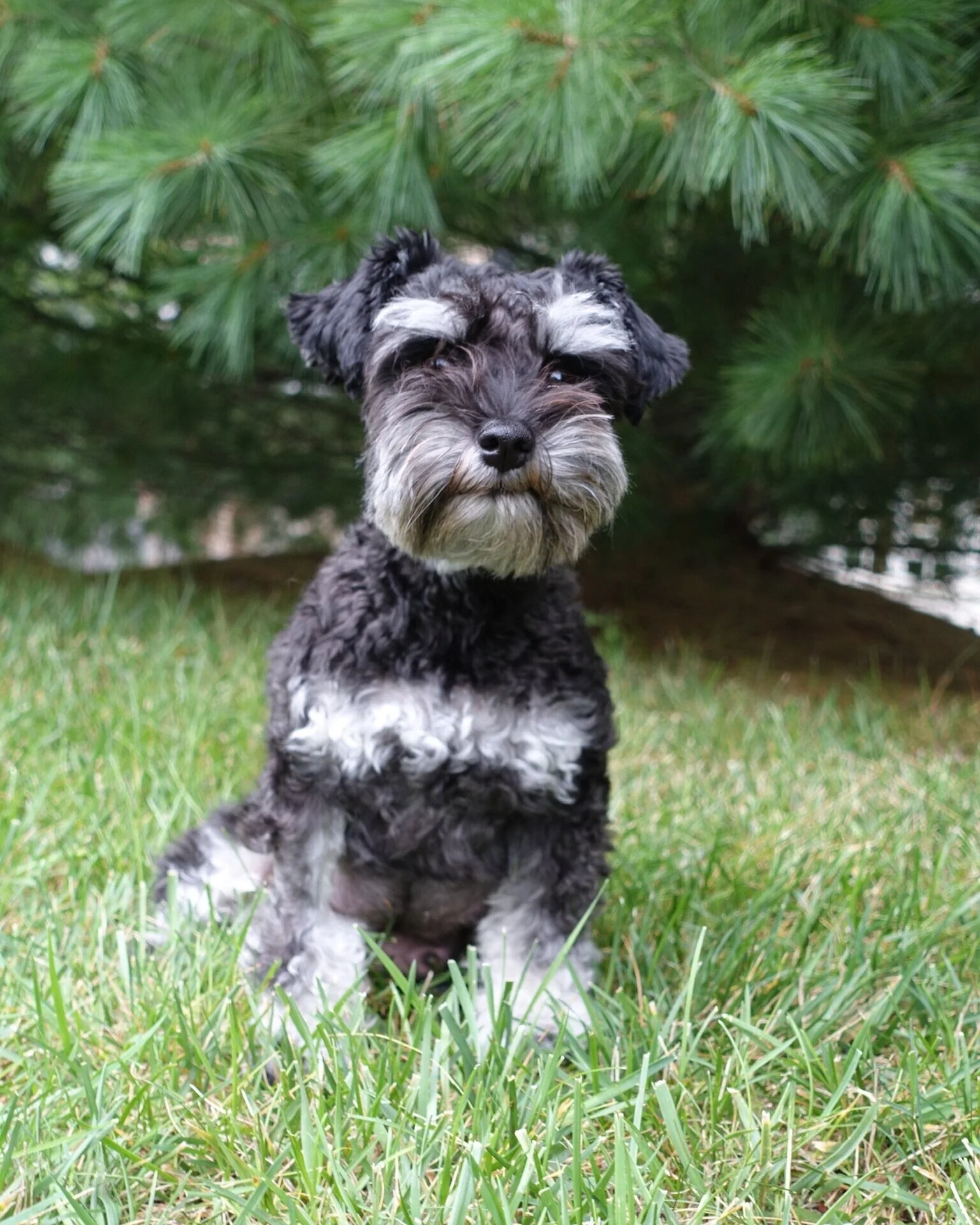 MINI SCHNAUZER TEAM — SVCC Mini Schnauzers